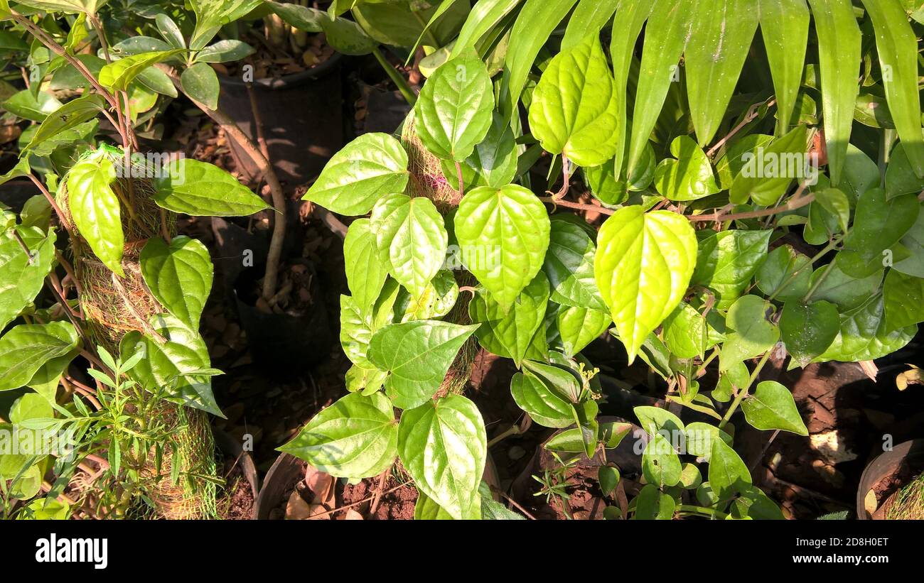 Betel Chewing Tradition High Resolution Stock Photography and Images ...