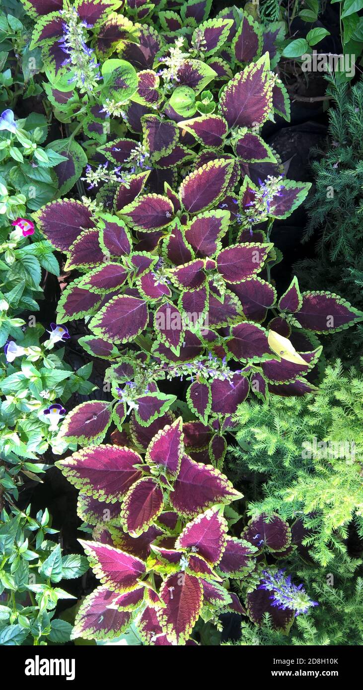 scenic view of coleus plants also called Coleus blumei or Plectranthus ...