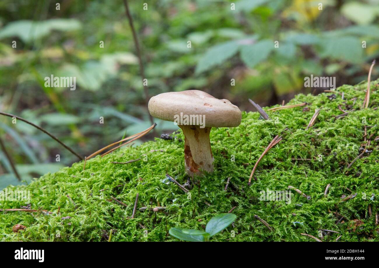 Toxic mushroom paxillus involutus in the forest. Toadstools in the ...