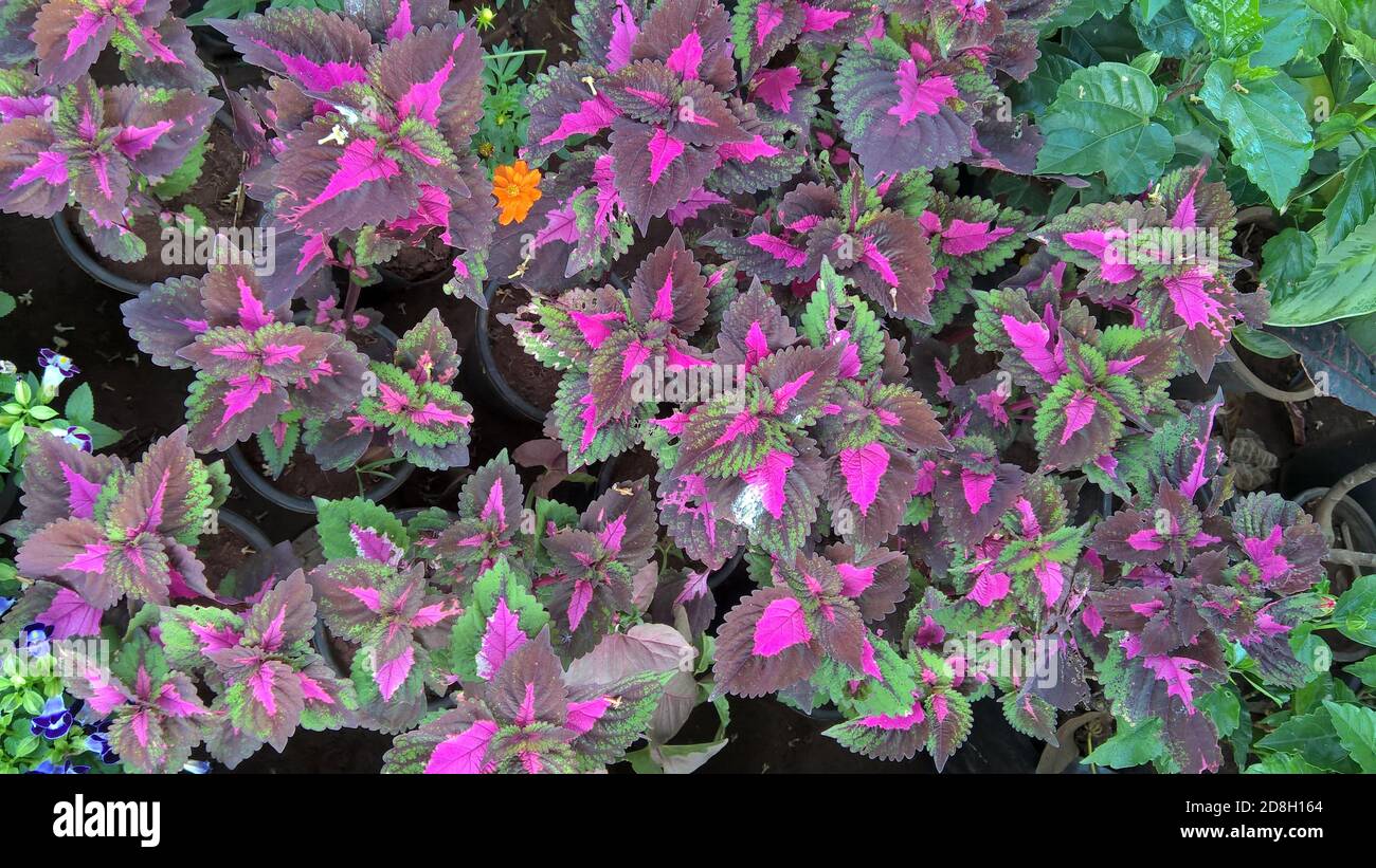 scenic view of coleus plants also called Coleus blumei or Plectranthus ...