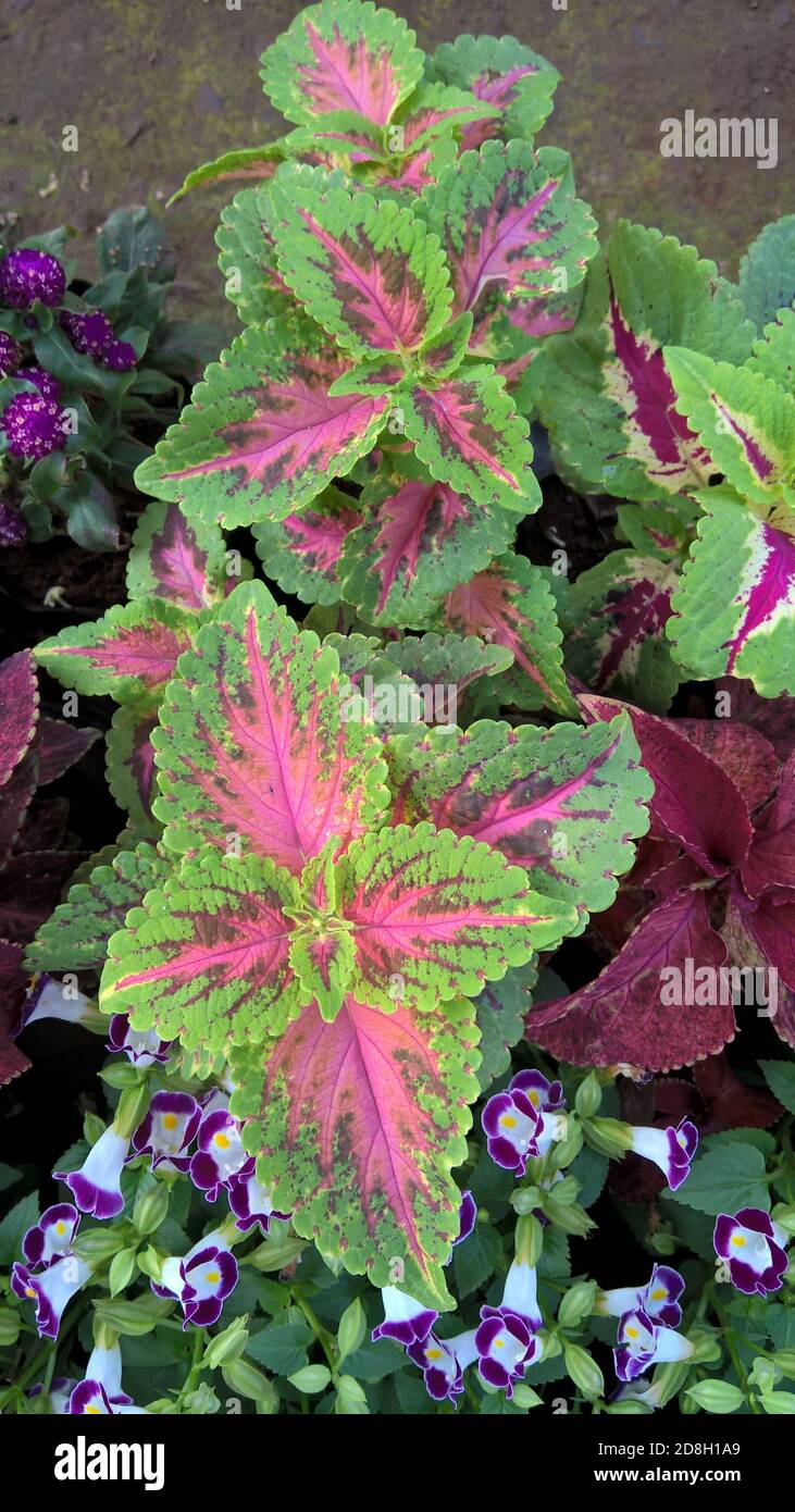 Coleus blumei hi-res stock photography and images - Alamy