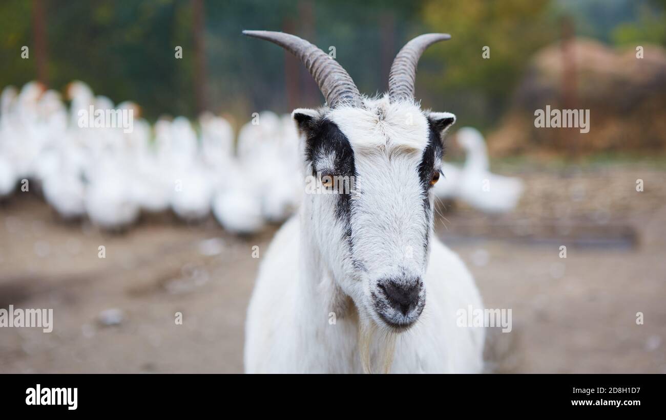 Happy Goat. Goat is standing and looking into the camera, selective ...