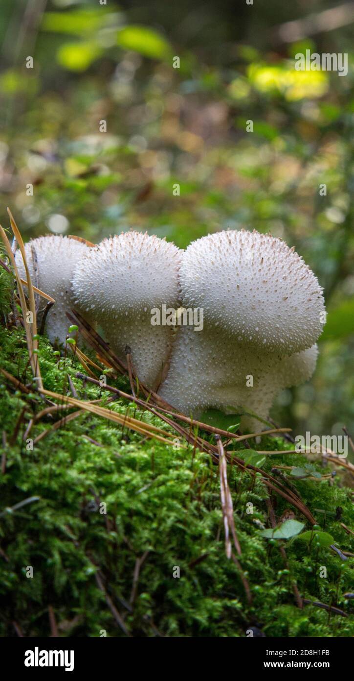 The Common Puffball Lycoperdon perlatum or Devil's Snuff-box. The fruit ...