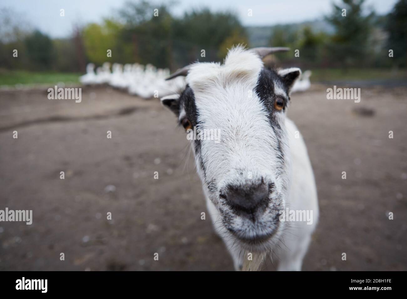 Happy Goat. Goat is standing and looking into the camera, selective ...