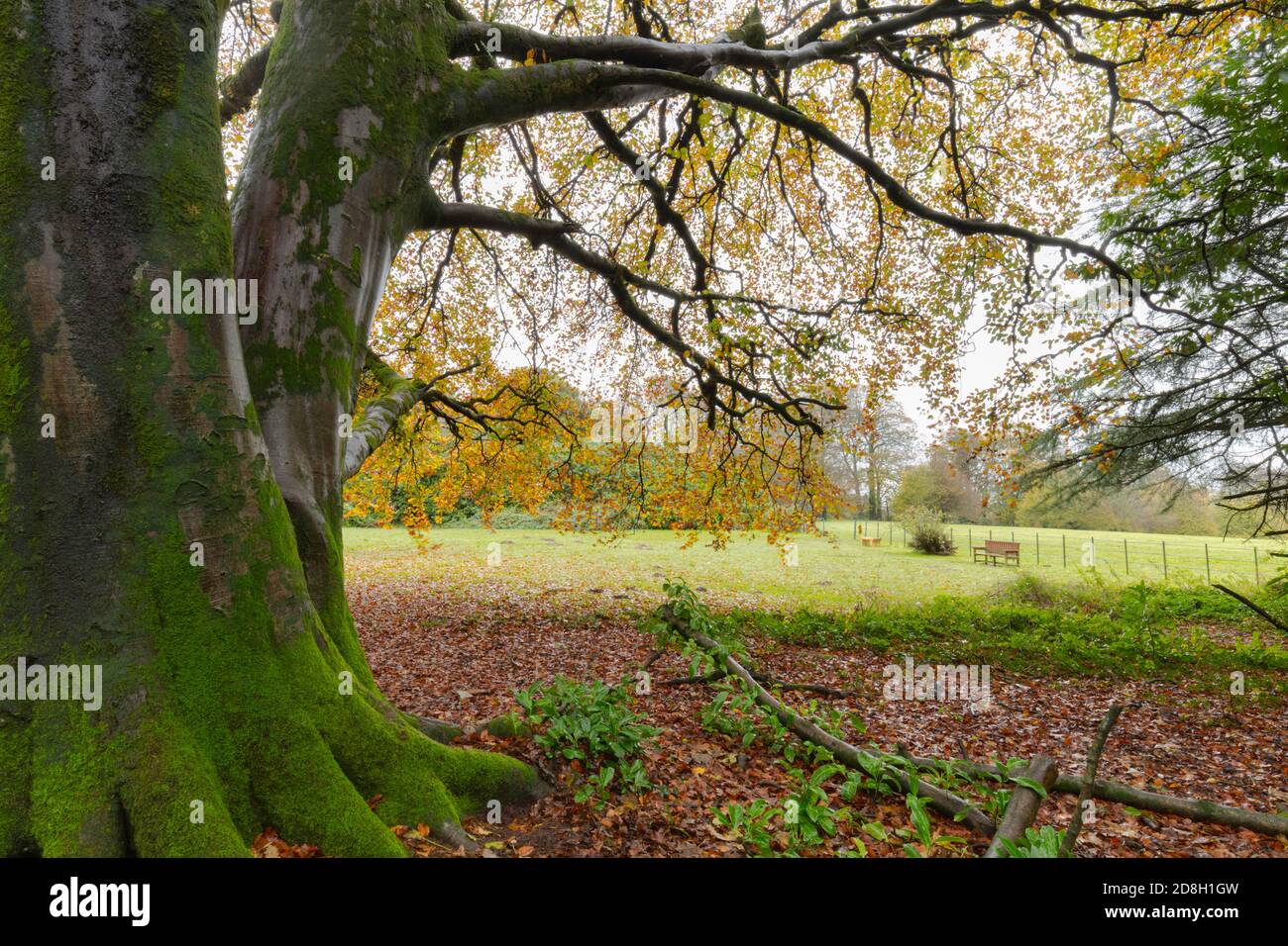 Beech tree in Fall, photographed on a rainy day. Some motion blur on ...