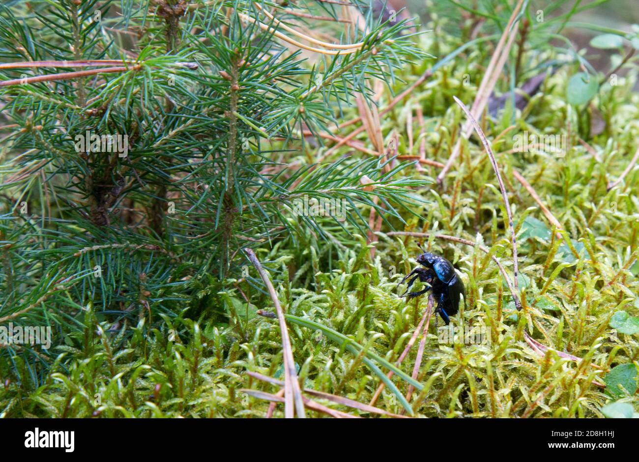 dor beetle, Geotrupes stercorosus among moss. Dora beetle, Geotrupes ...