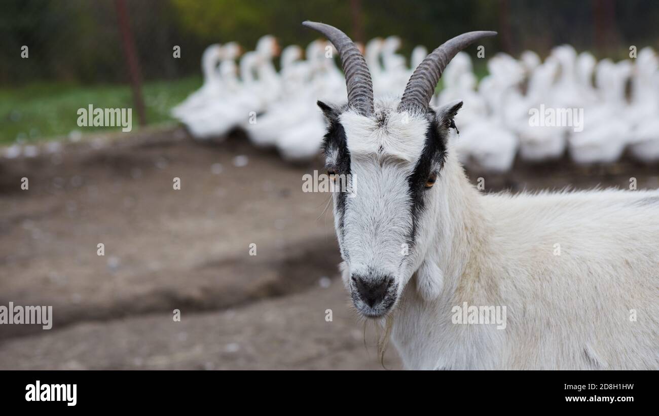 Happy Goat. Goat is standing and looking into the camera, selective ...