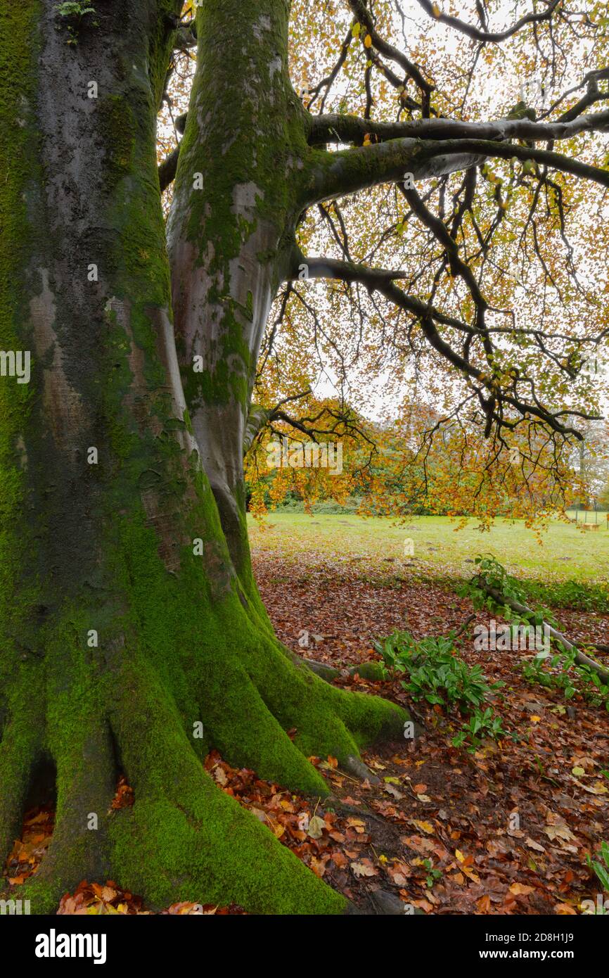 Beech tree in Fall, photographed on a rainy day. Some motion blur on ...