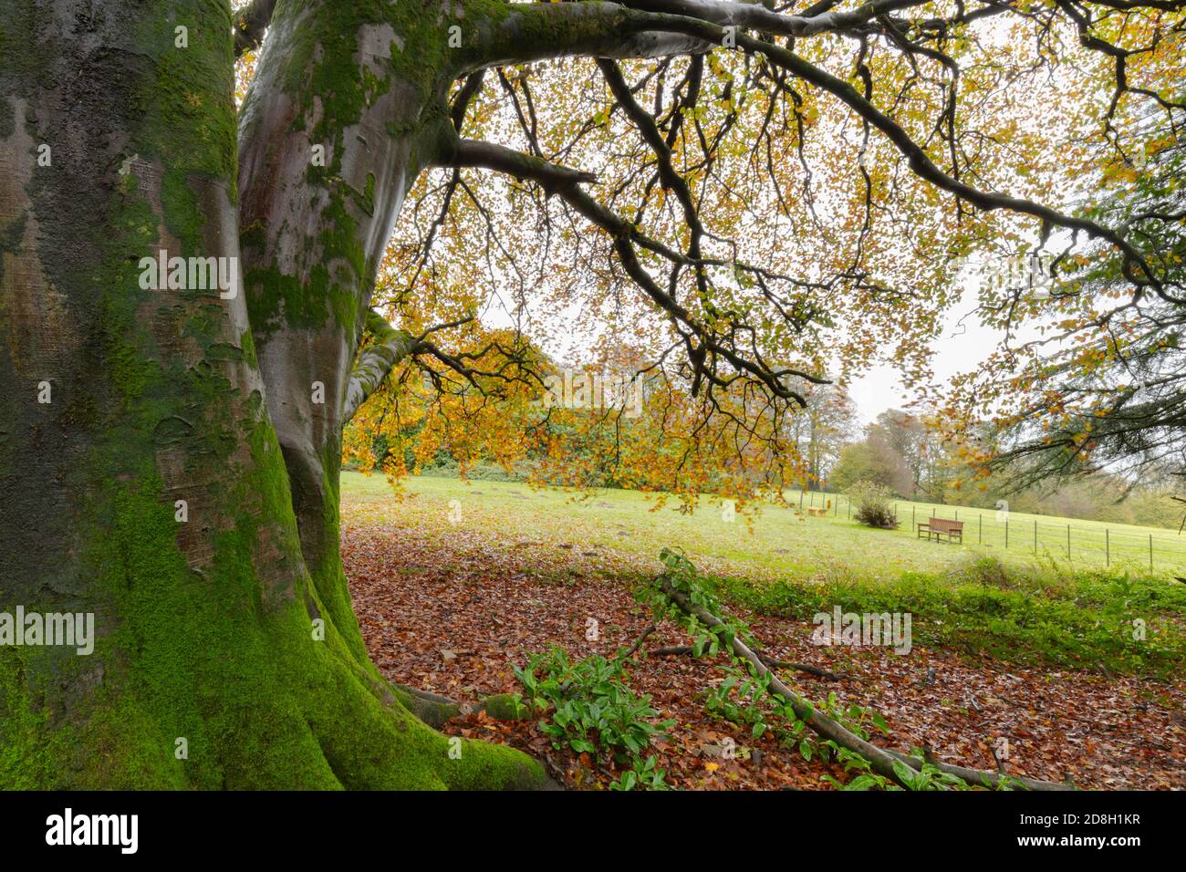 Beech tree in Fall, photographed on a rainy day. Some motion blur on ...