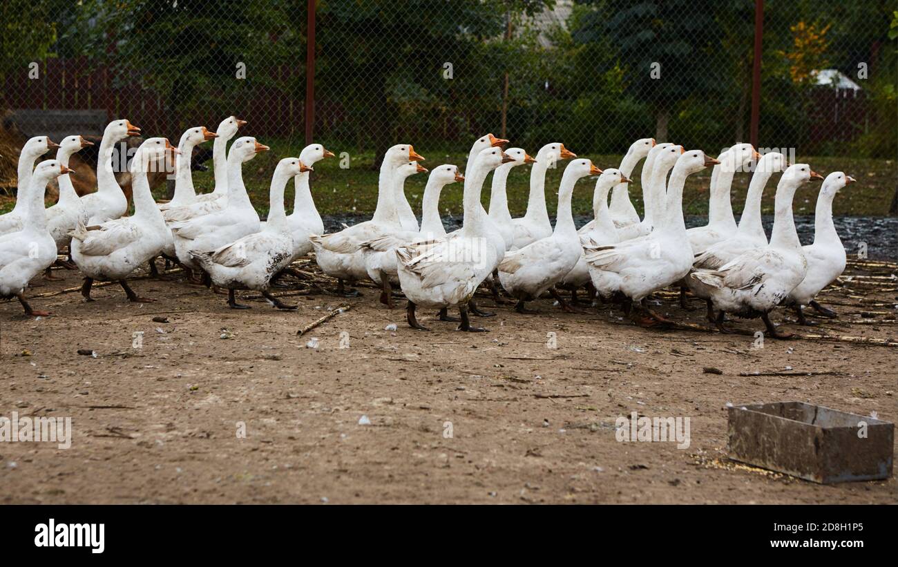 Domestic geese graze on traditional village goose farm. Group goose ...
