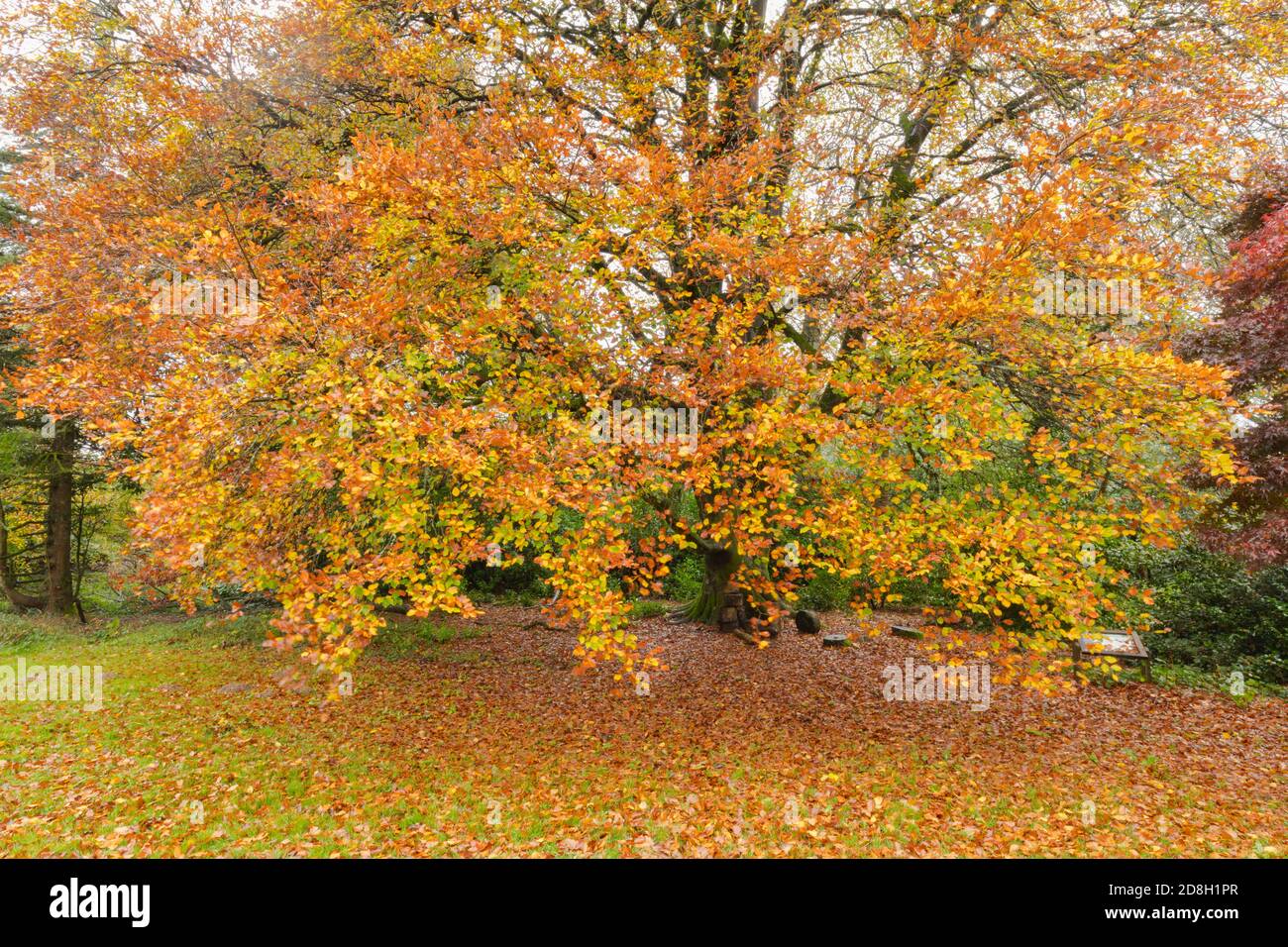 Beech tree in Fall, photographed on a rainy day. Some motion blur on ...