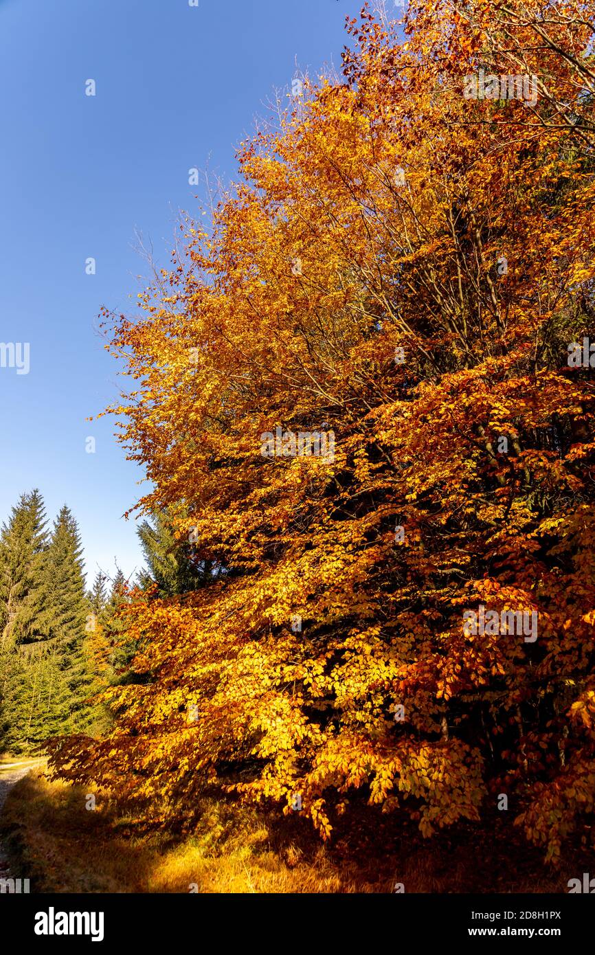 autumn in highland, czech republic Stock Photo - Alamy