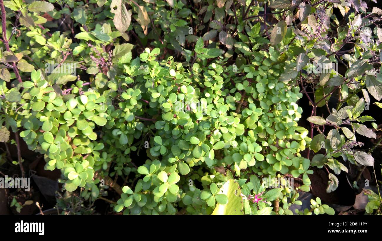scenic view of Crassula ovate also called as jade plant or lucky plant ...