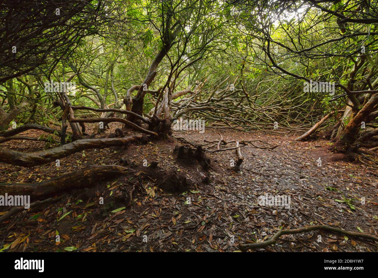 Tangled rhododendron trees forming a clearing in ancient woodland Stock ...