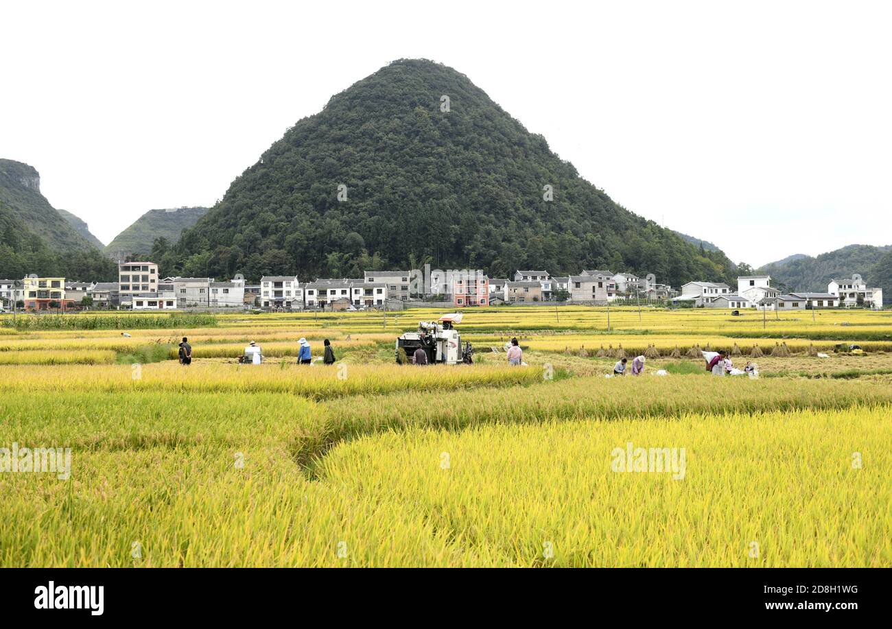 Farmers harvest rice at a field in Anlong county, Qianxinan Buyi and ...