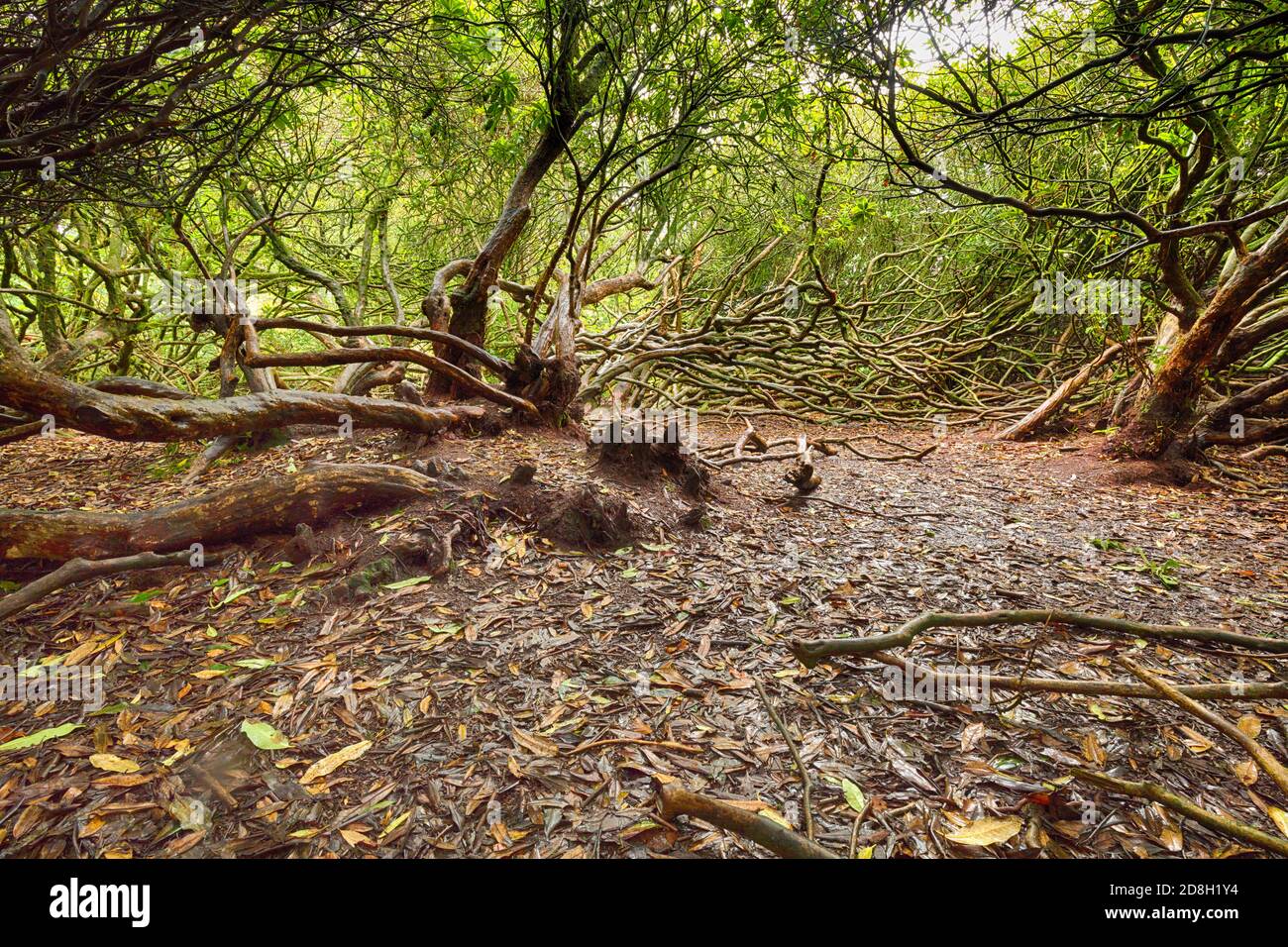 Tangled rhododendron trees forming a clearing in ancient woodland Stock ...
