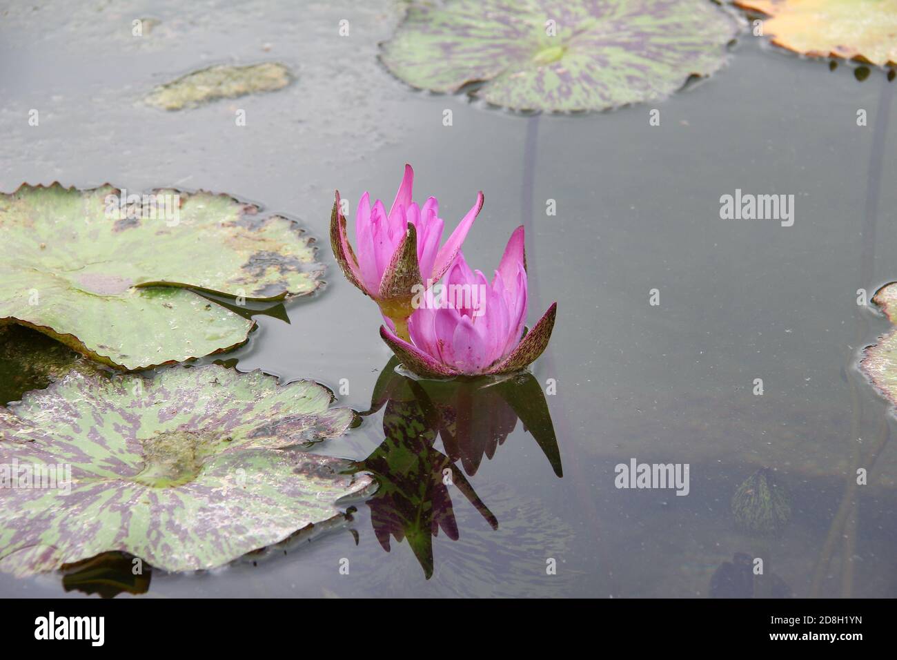 Closeup of beautiful water lily, in a pond during daylight Stock Photo ...