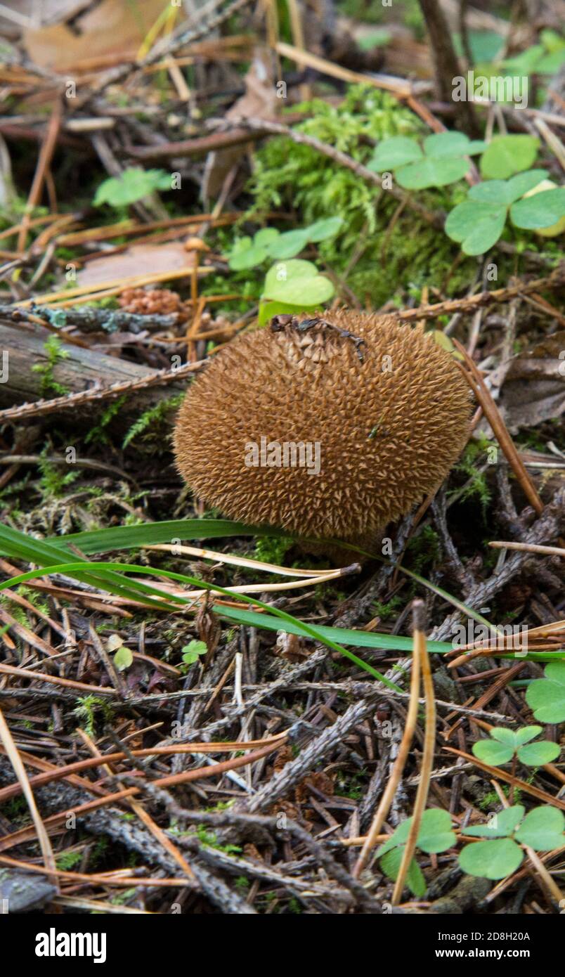 Puffball mushroom spores hi-res stock photography and images - Alamy