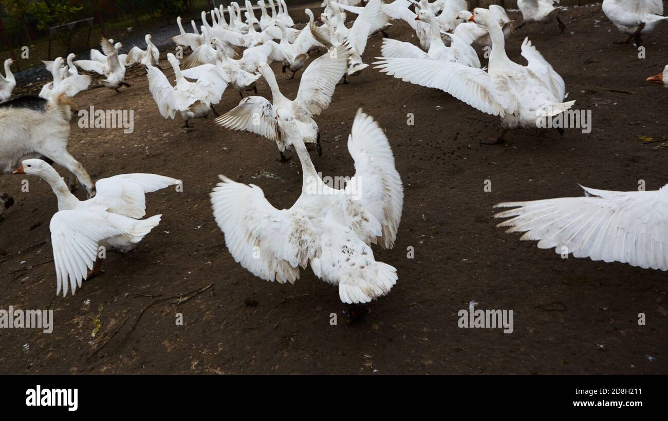 Domestic geese graze on traditional village goose farm. Group goose ...
