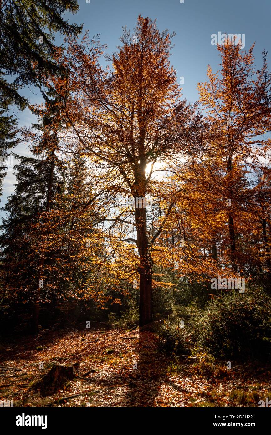 autumn in highland, czech republic Stock Photo - Alamy