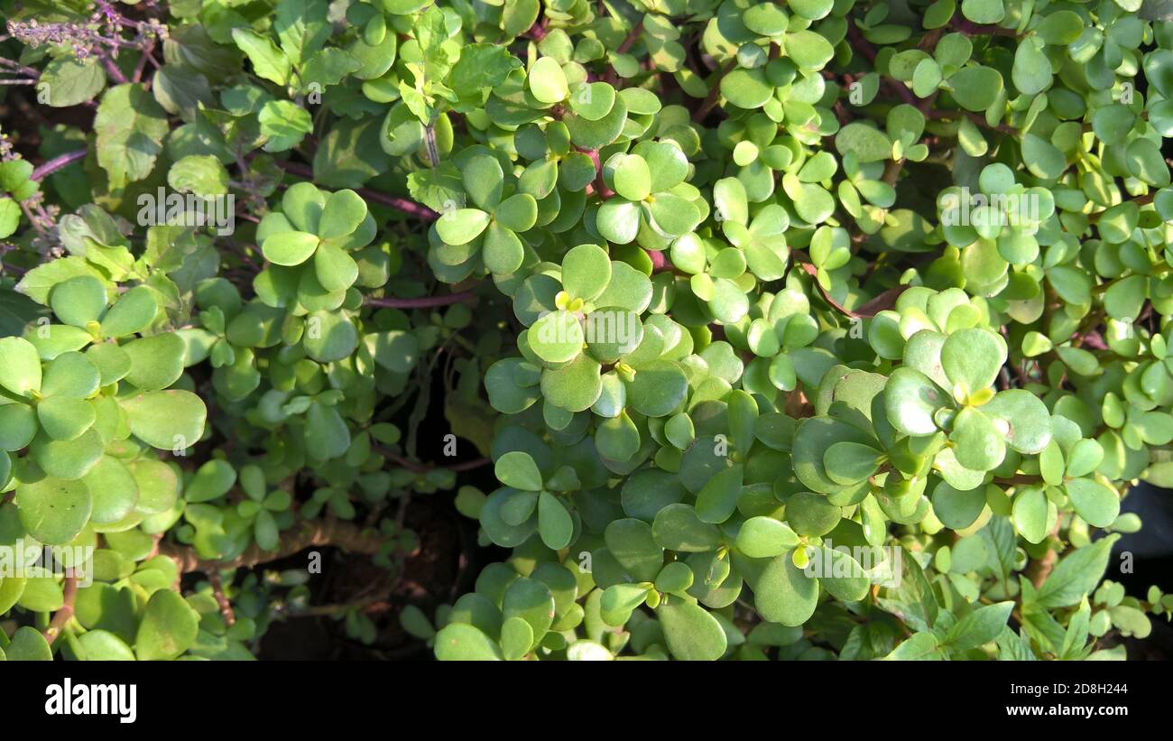 Green ovate leaf plant hi-res stock photography and images - Alamy