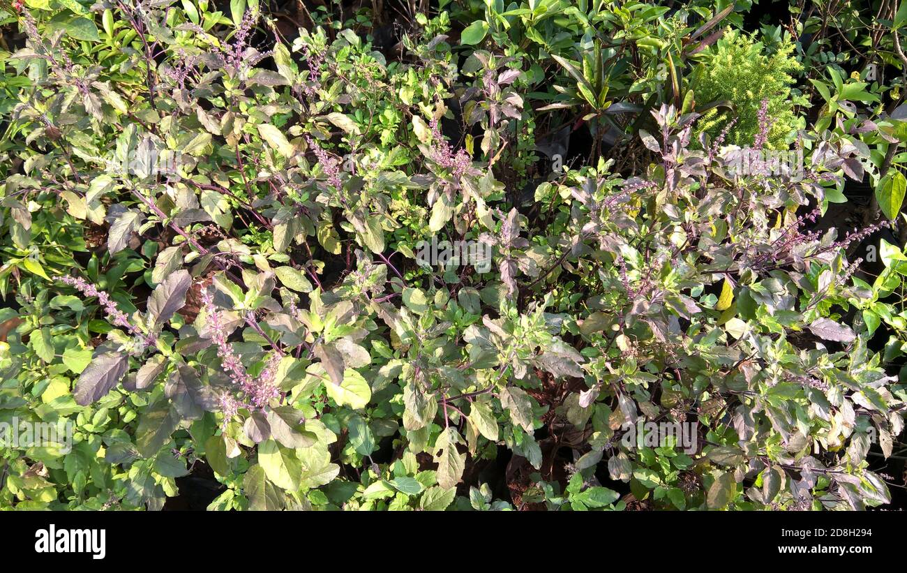 Ocimum sanctum holy basil hi-res stock photography and images - Alamy