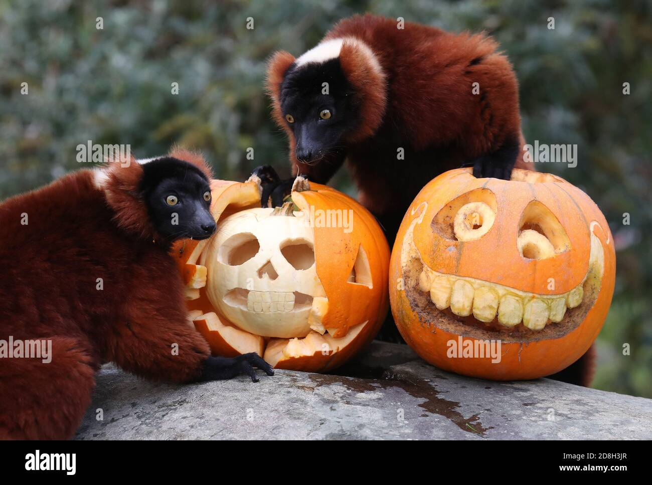 Inquisitive red ruffed lemurs at Blair Drummond Safari Park near ...