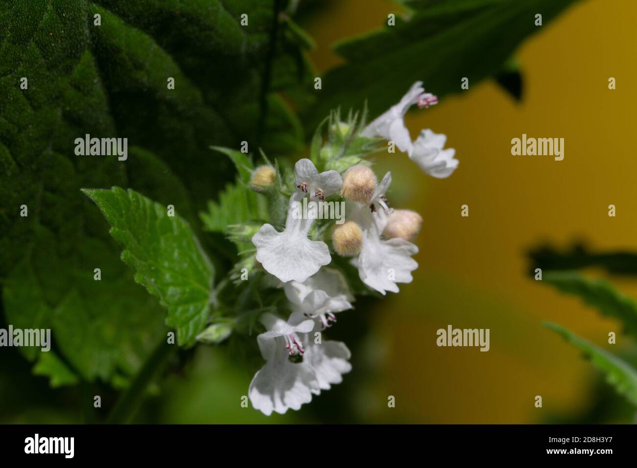 Catnip flower hi-res stock photography and images - Alamy