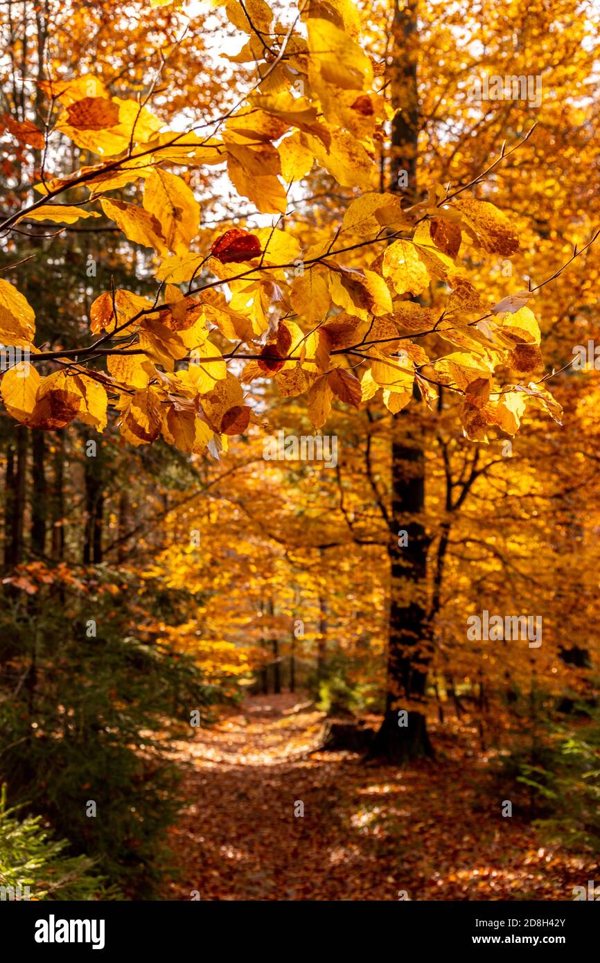 autumn in highland, czech republic Stock Photo - Alamy