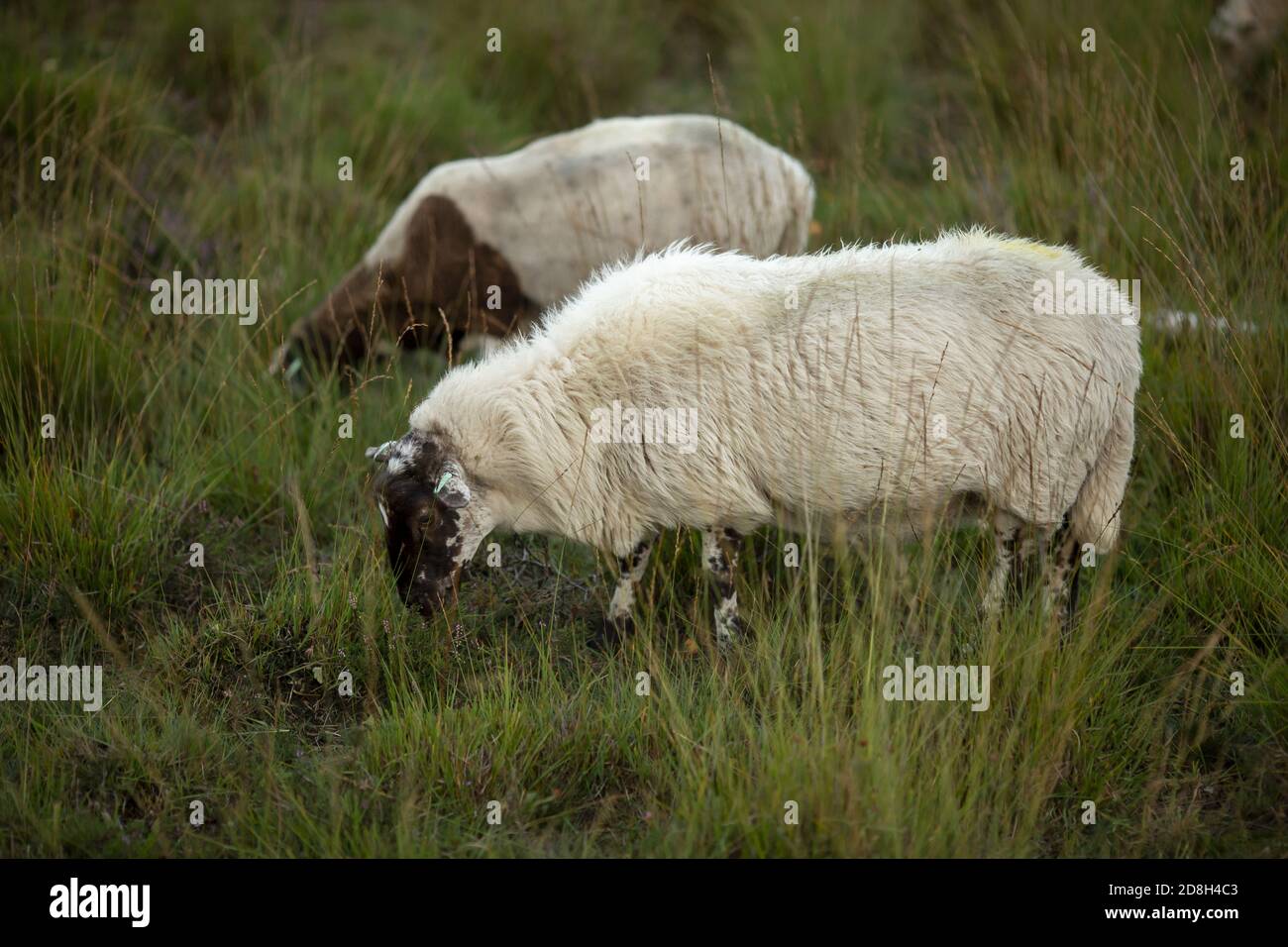 Autumn fall concept moorland landscape Stock Photo - Alamy