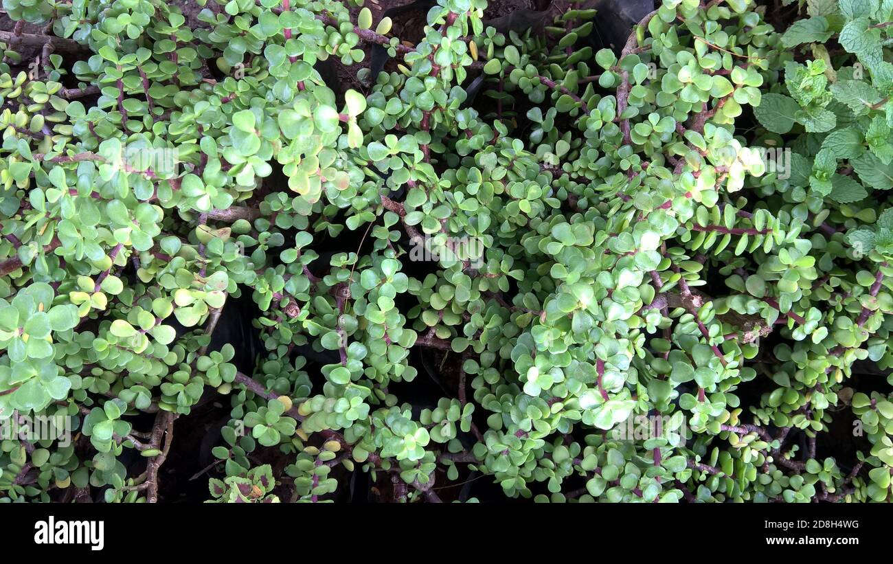 scenic view of Crassula ovate also called as jade plant or lucky plant ...