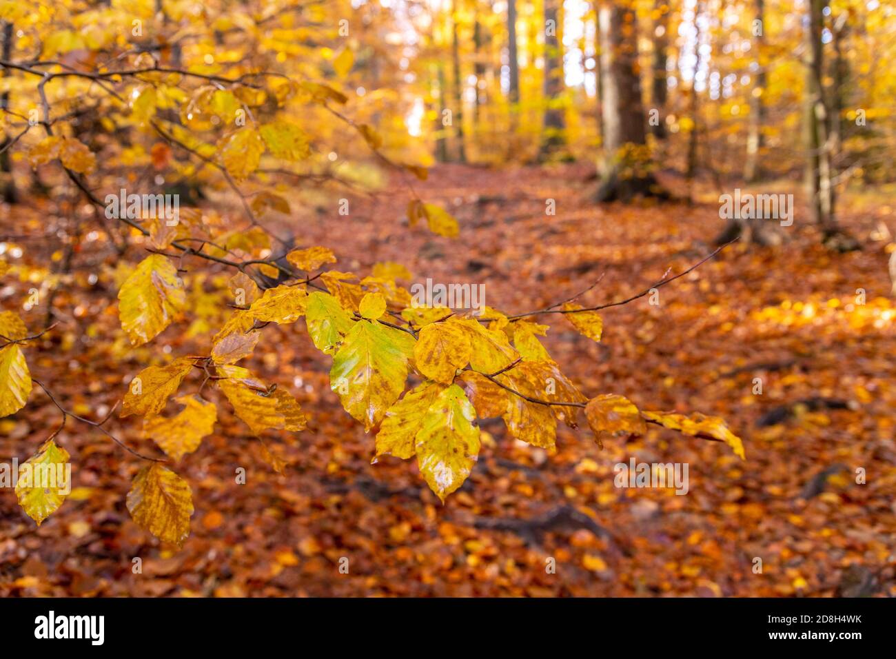 autumn in highland, czech republic Stock Photo - Alamy