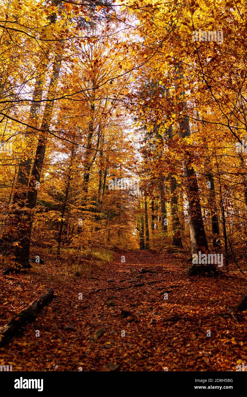 autumn in highland, czech republic Stock Photo - Alamy