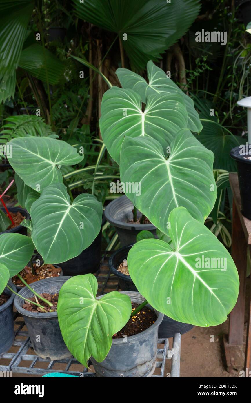 Green plants feel fresh surroundings, stock photo Stock Photo - Alamy