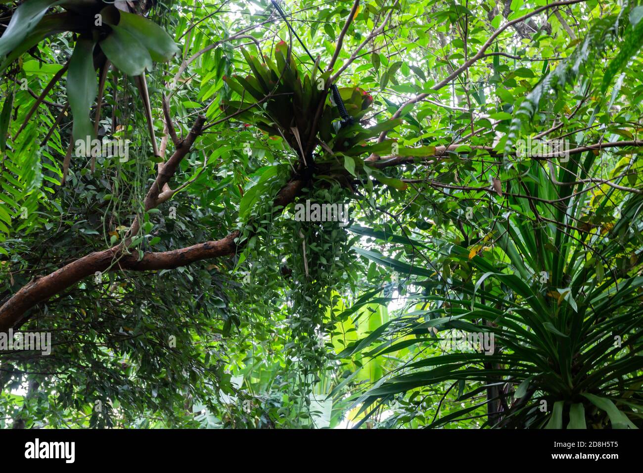 Green plants feel fresh surroundings, stock photo Stock Photo - Alamy
