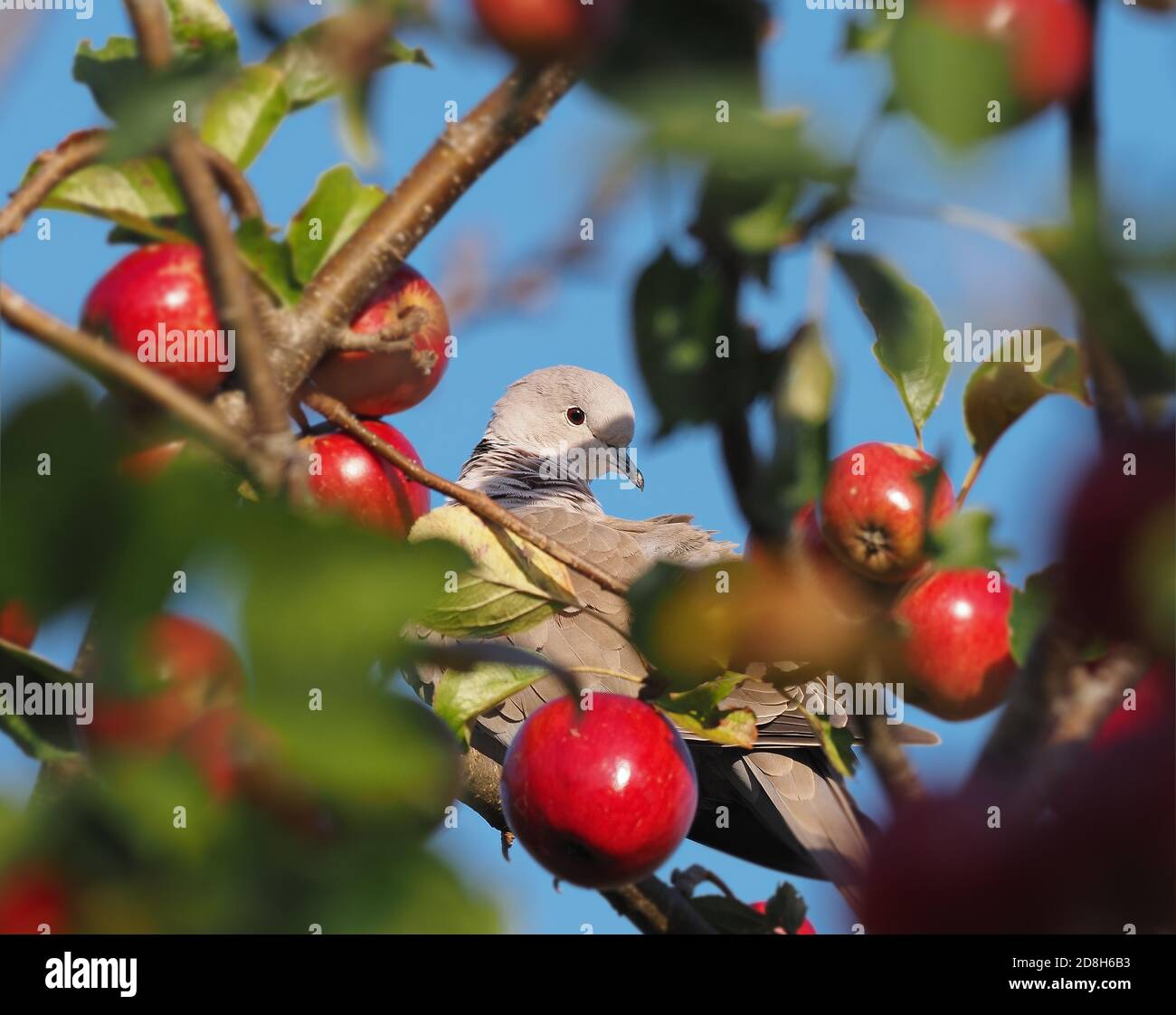 Collared dove sitting in apple tree Stock Photo - Alamy