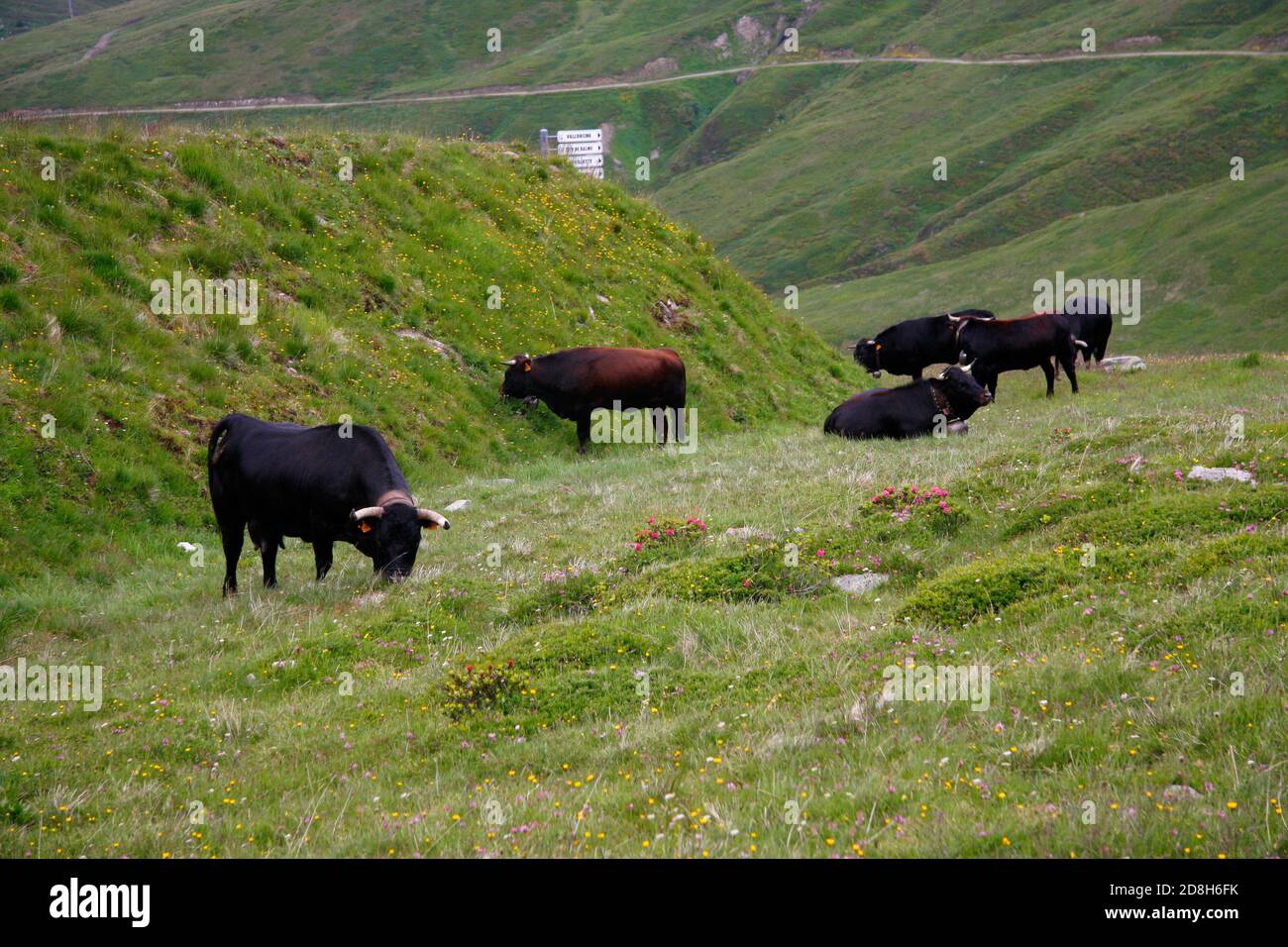 Rinder, Mont Blanc Massiv, Chamonix, Frankreich Stock Photo - Alamy