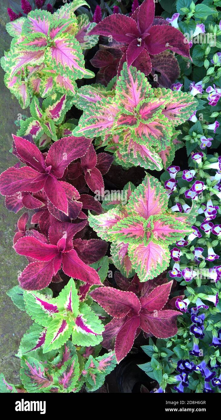 scenic view of coleus plants also called Coleus blumei or Plectranthus ...