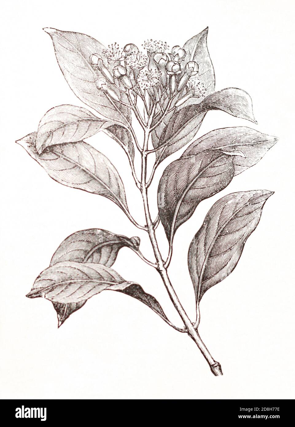 Clove Plant Drawing