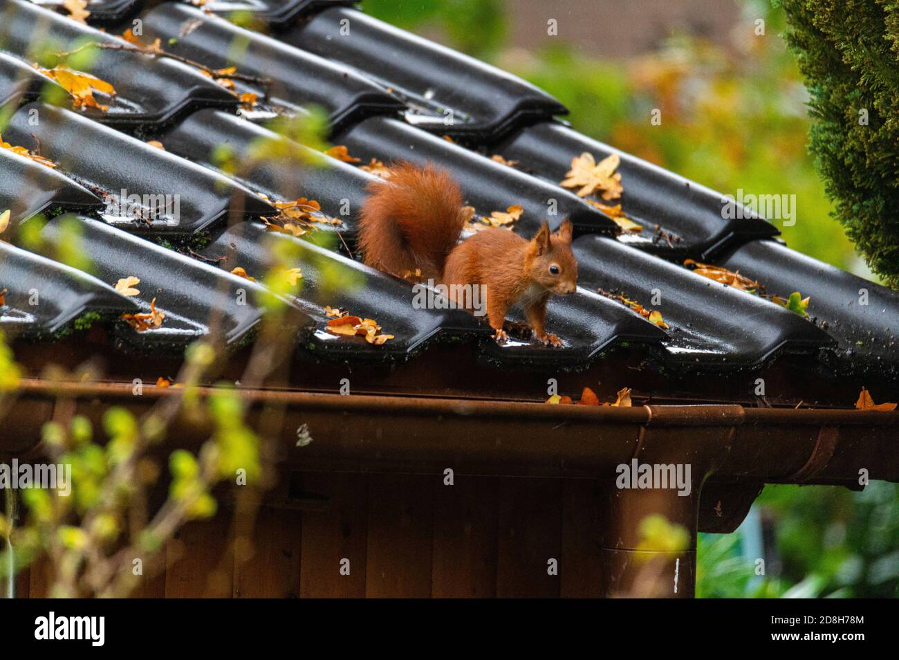 Grey squirrel on a roof hi-res stock photography and images - Alamy