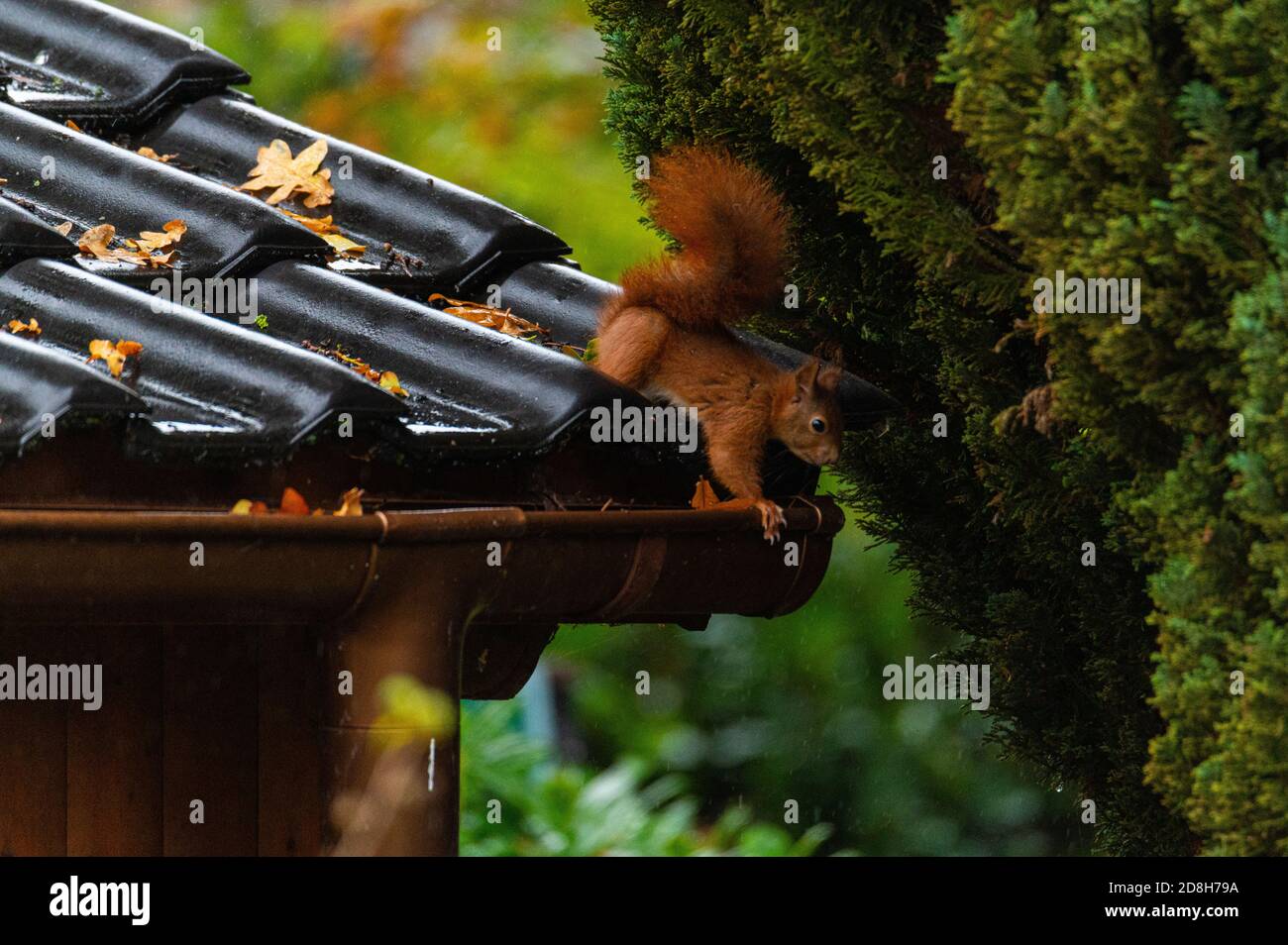 Grey squirrel on a roof hi-res stock photography and images - Alamy
