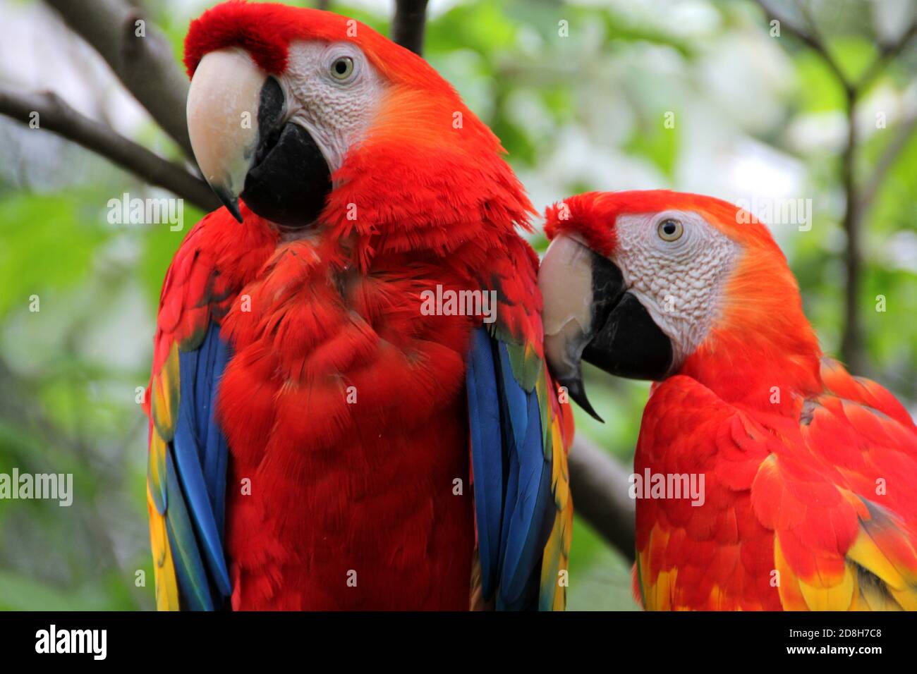 Cannibal bird hi-res stock photography and images - Alamy