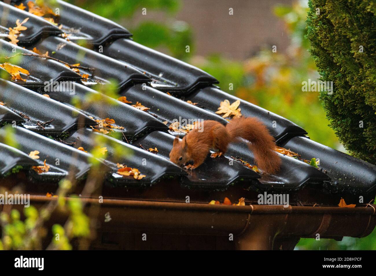 a squirrel runs over a small house roof on a wet fall day Stock Photo ...
