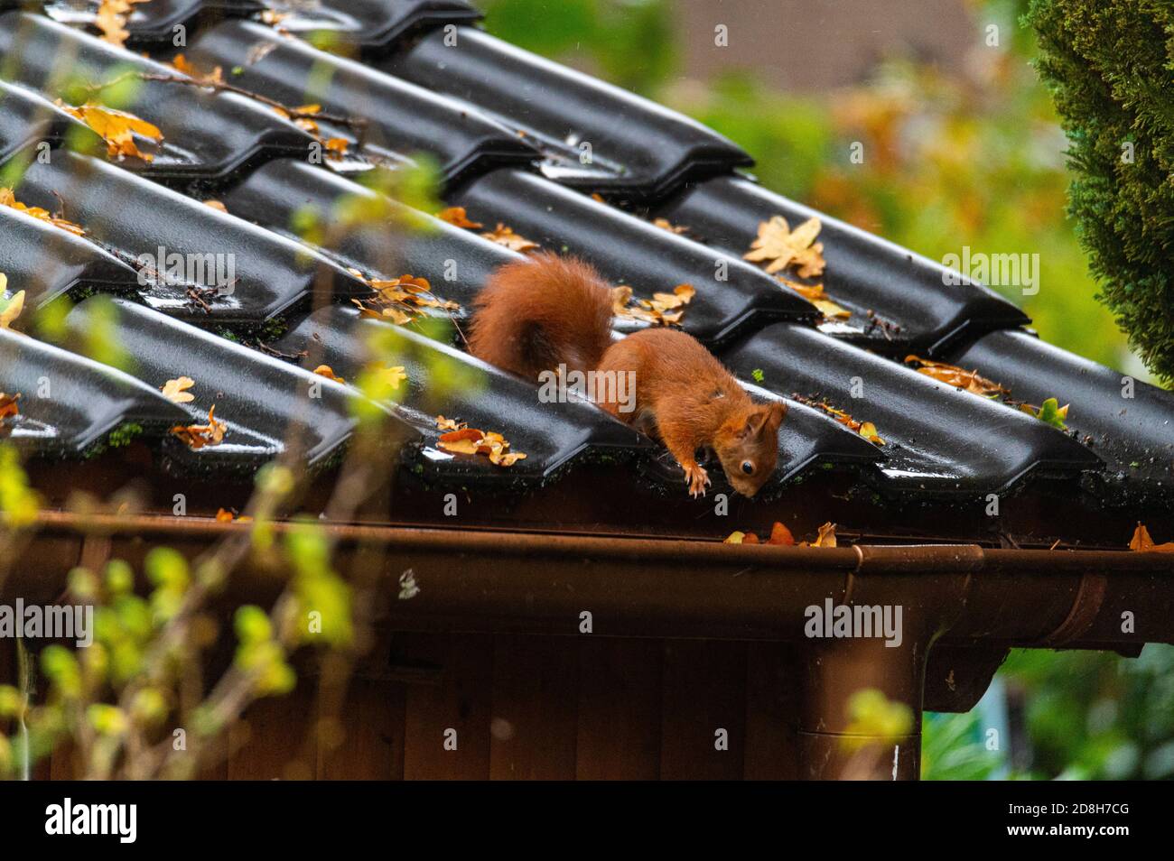 Grey squirrel on a roof hi-res stock photography and images - Alamy
