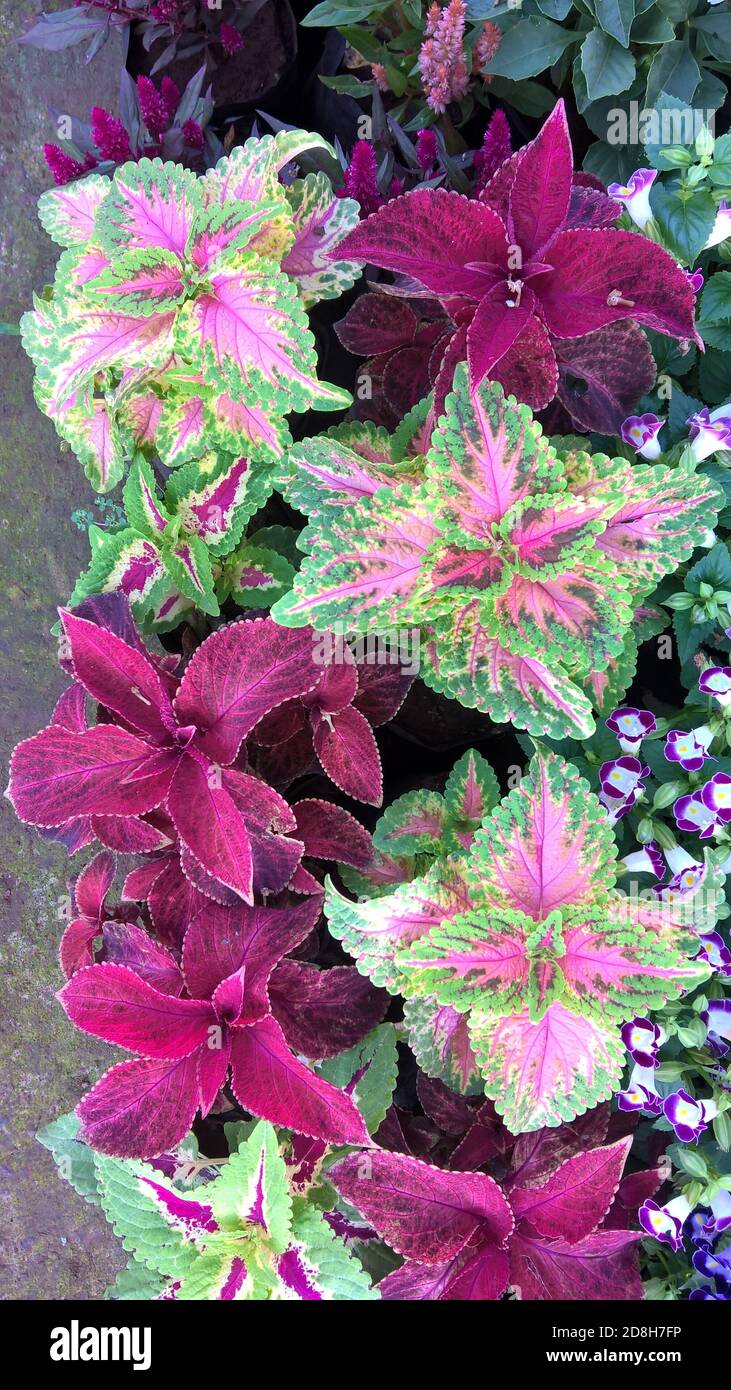 scenic view of coleus plants also called Coleus blumei or Plectranthus ...