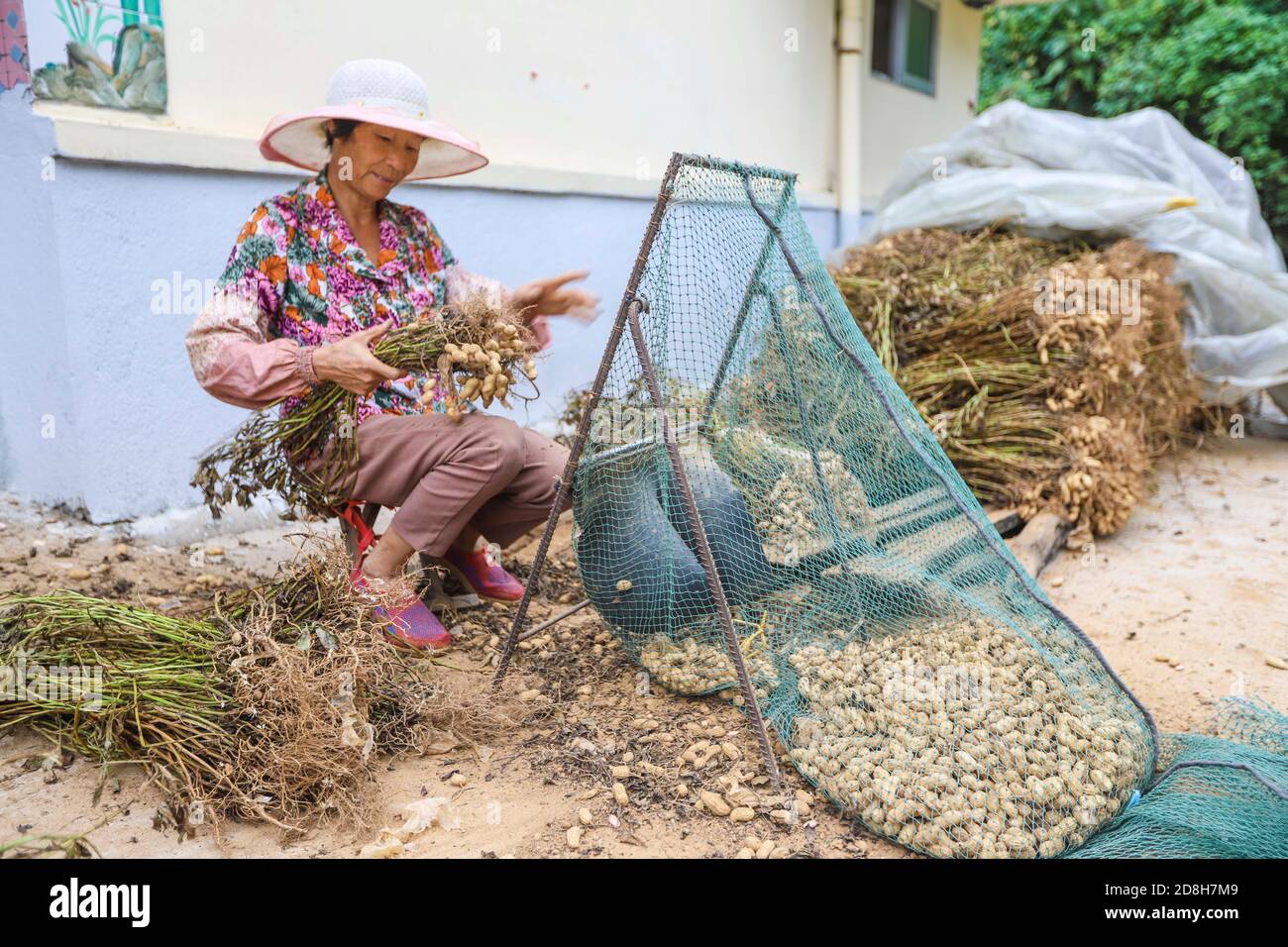 China peanut farming hi-res stock photography and images - Alamy