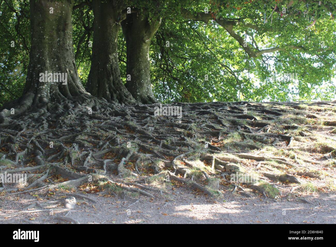 Magical tree hi-res stock photography and images - Alamy