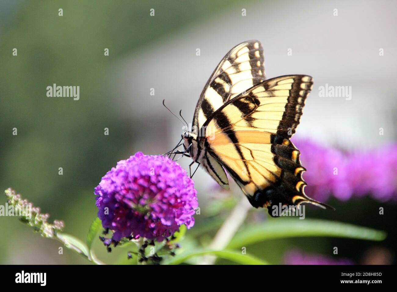 Clumsy sky hi-res stock photography and images - Alamy