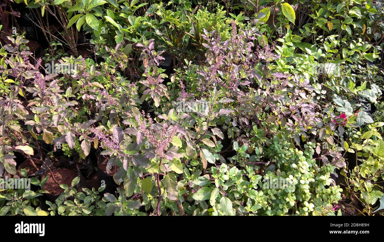Ocimum sanctum holy basil hi-res stock photography and images - Alamy