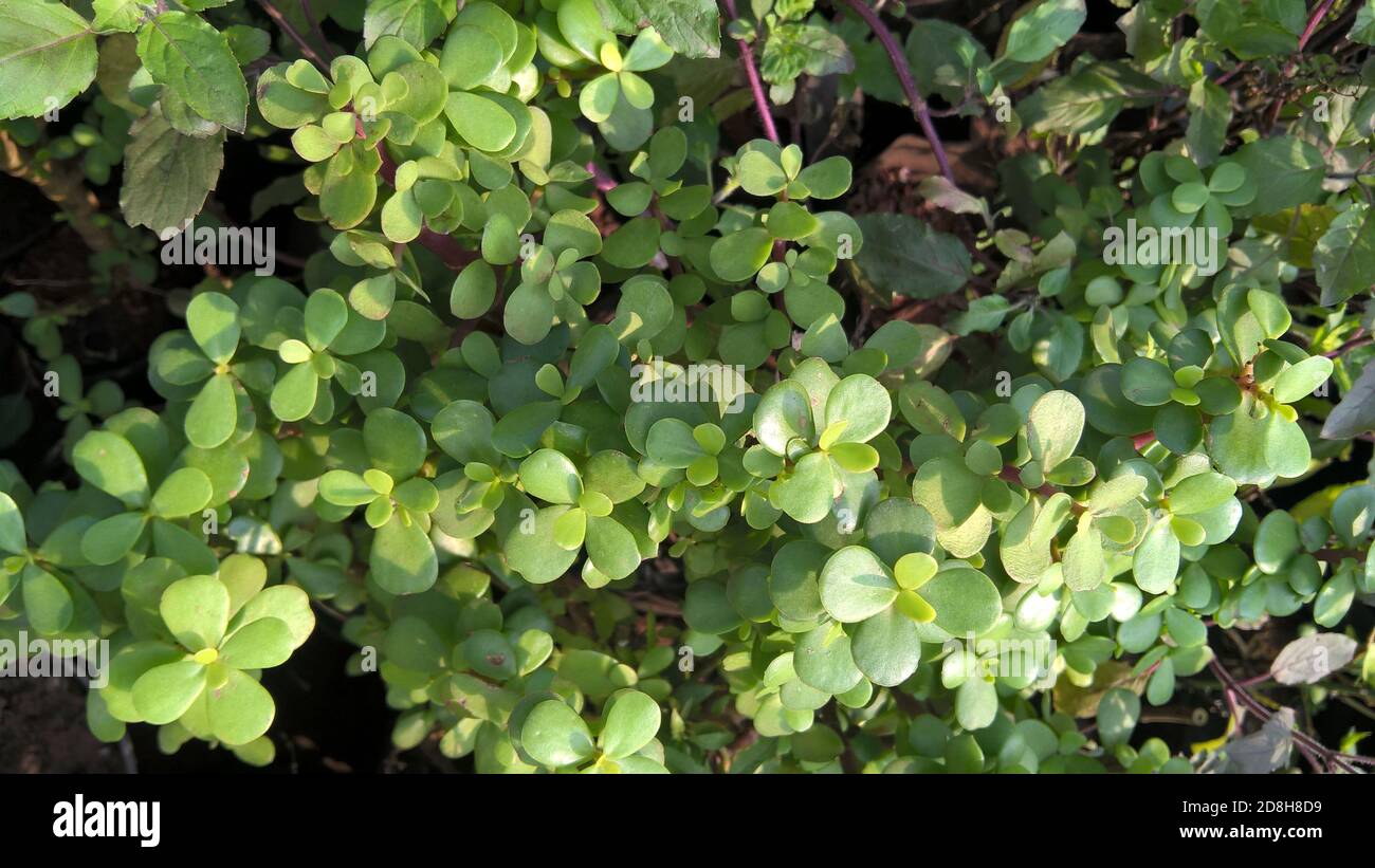 Green ovate leaf plant hi-res stock photography and images - Alamy